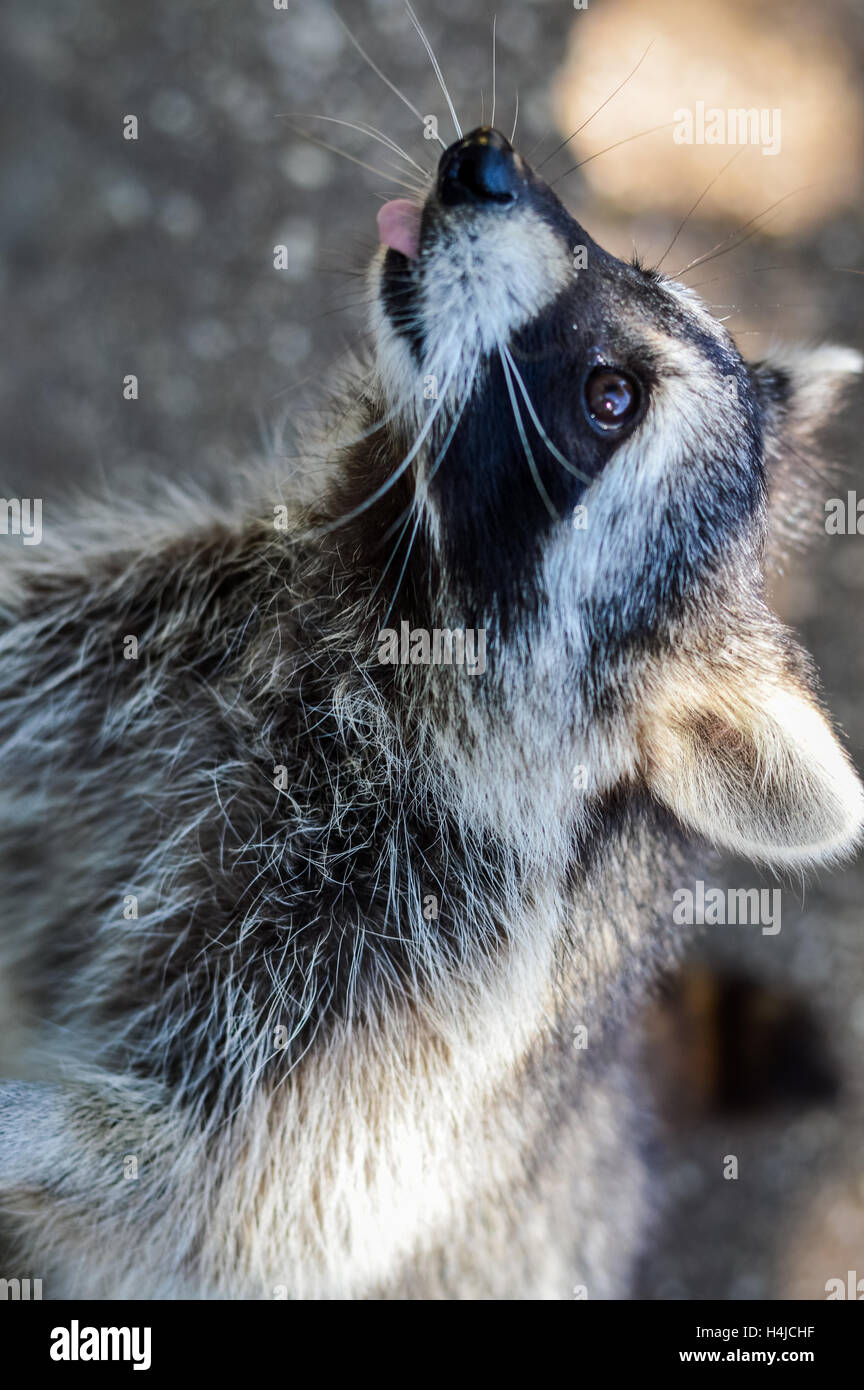 Raccoon Snout Stock Photos & Raccoon Snout Stock Images - Alamy