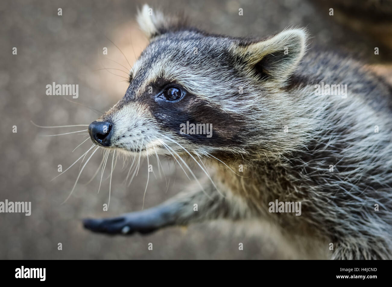Raccoon Snout Stock Photos & Raccoon Snout Stock Images - Alamy