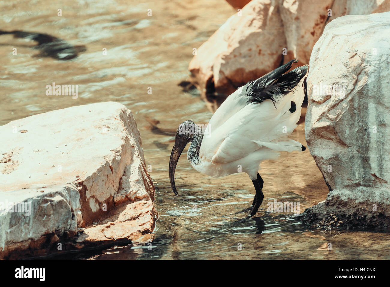 Portrait african sacred ibis hi-res stock photography and images - Alamy