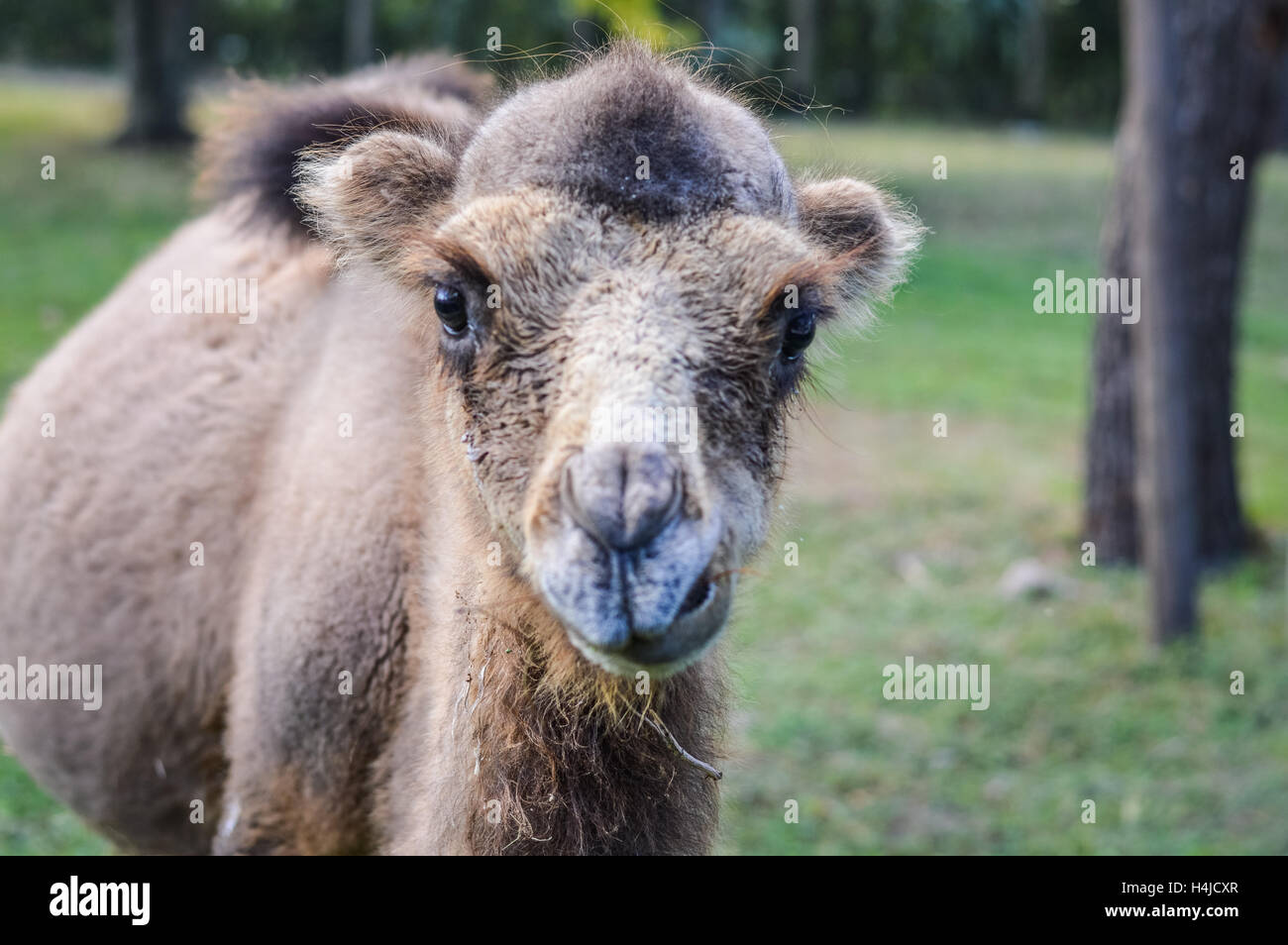 Funny Camel close up - Camelus ferus Stock Photo - Alamy