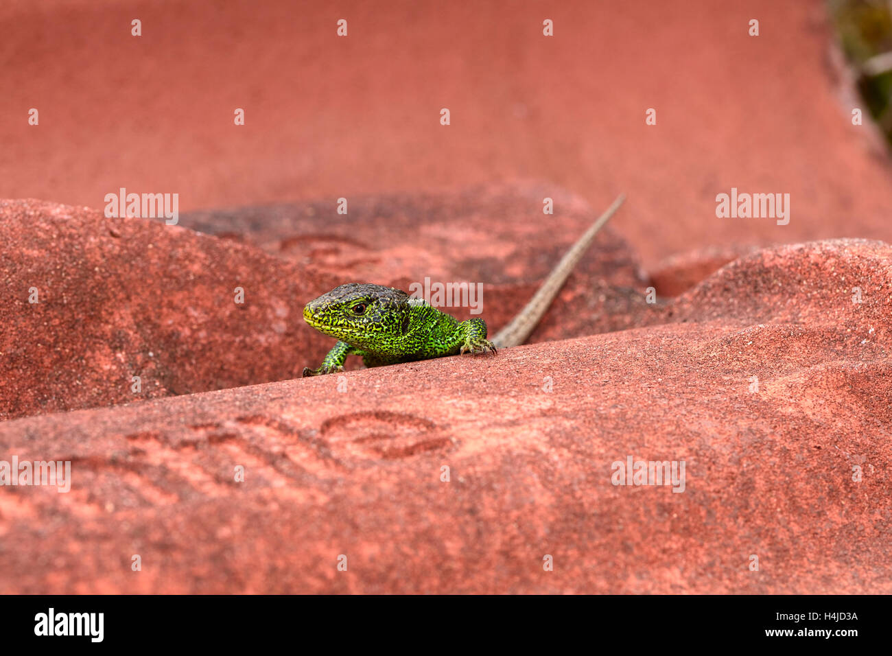 Male sand lizard basking (Lacerta agilis) - taken in Higher Hyde Heath ...