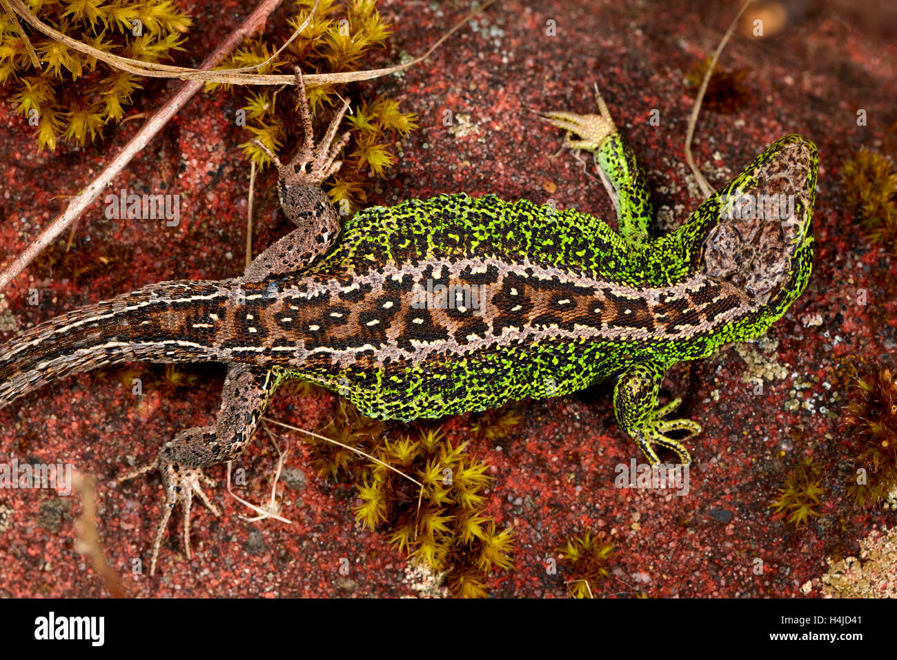 Male sand lizard basking terracotta tiles (Lacerta agilis) - taken in ...