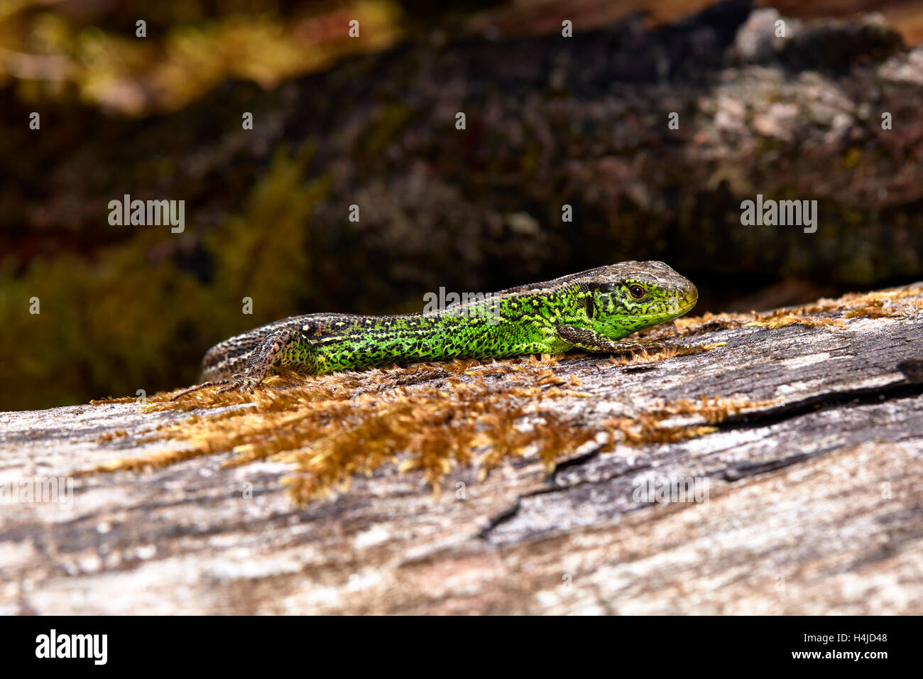 Male sand lizard basking on log (Lacerta agilis) - taken in Higher Hyde ...