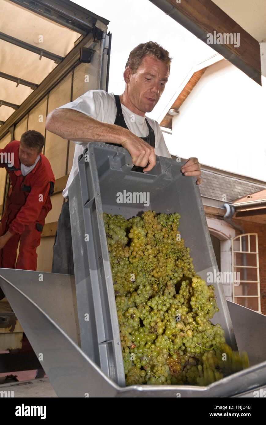 DRC MONTRACHET GRAND CRU harvested Chardonnay grapes from 'Le ...