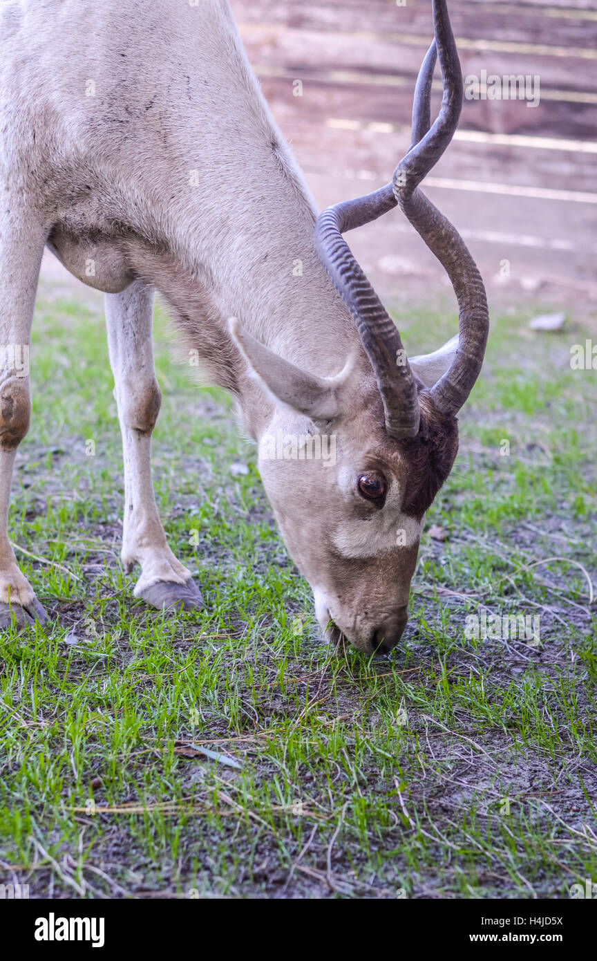 grazing addax close up - Addax nasomaculatus Stock Photo - Alamy
