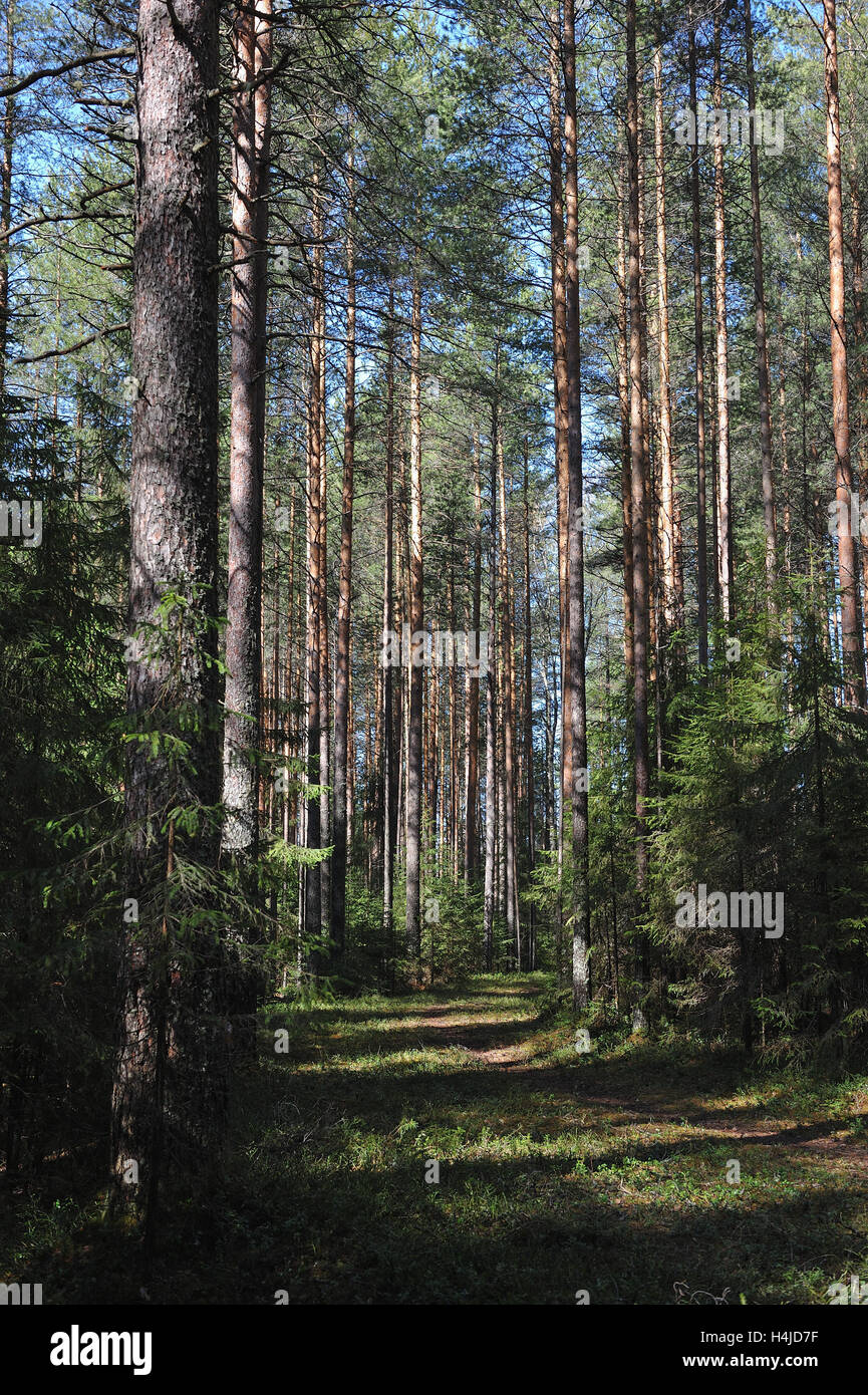 Forest path in the spring taiga Stock Photo - Alamy