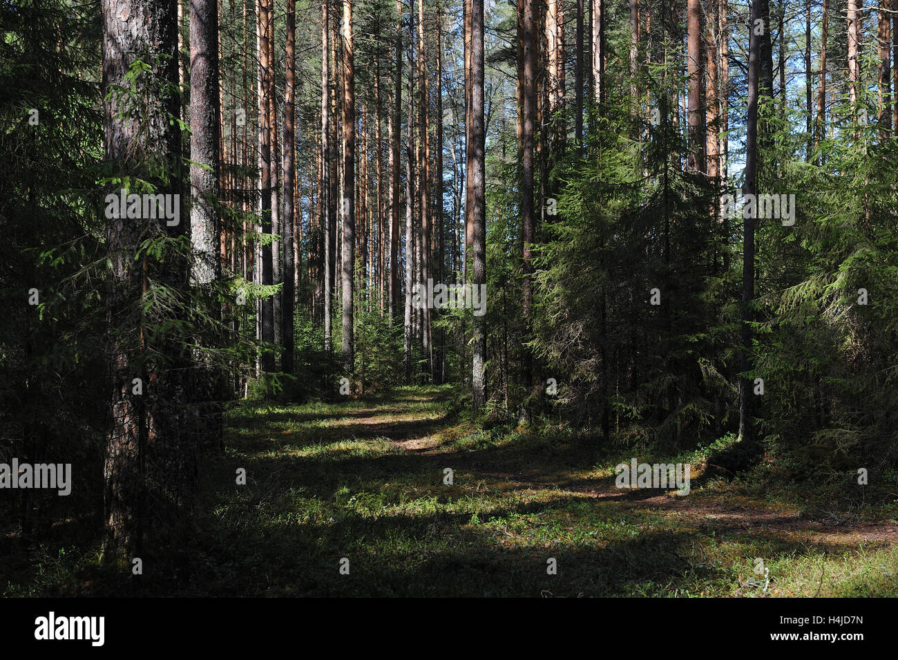 Forest path in the spring taiga Stock Photo - Alamy