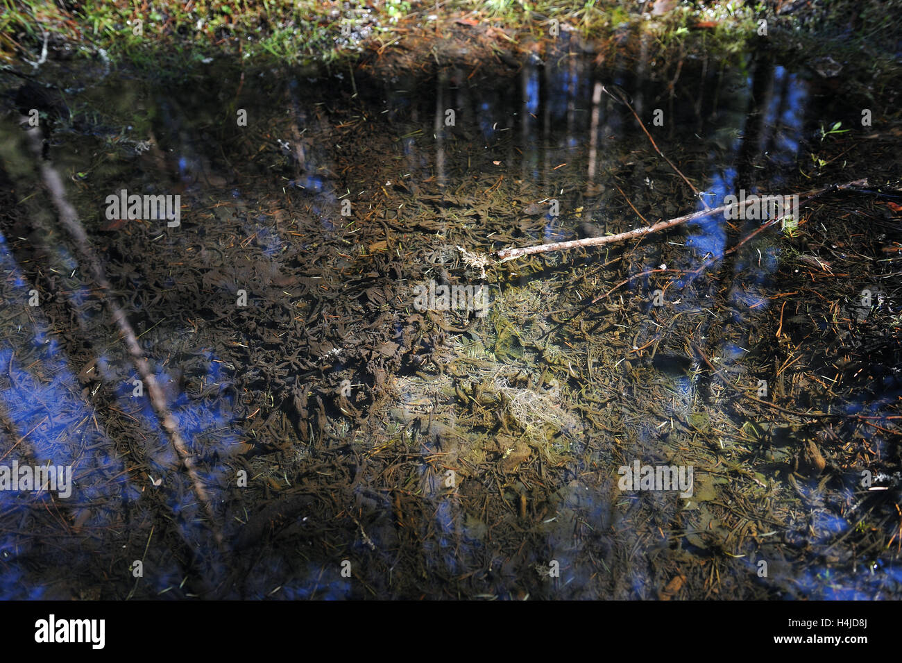 Creek at a small forest brook with fallen leaves,slime and germinating ...