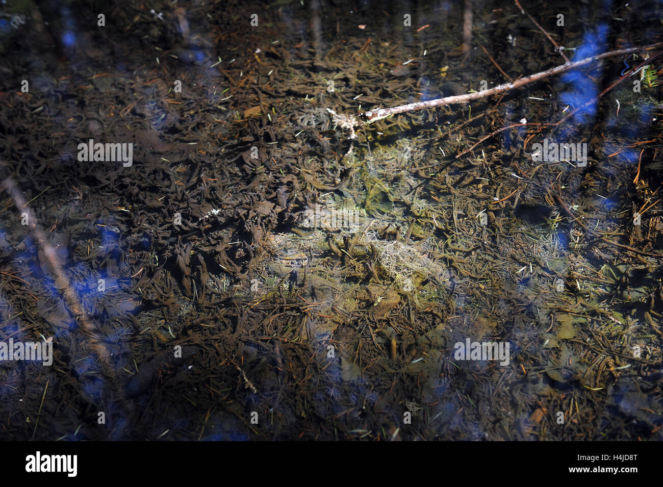 Creek at a small forest brook with fallen leaves,slime and germinating ...