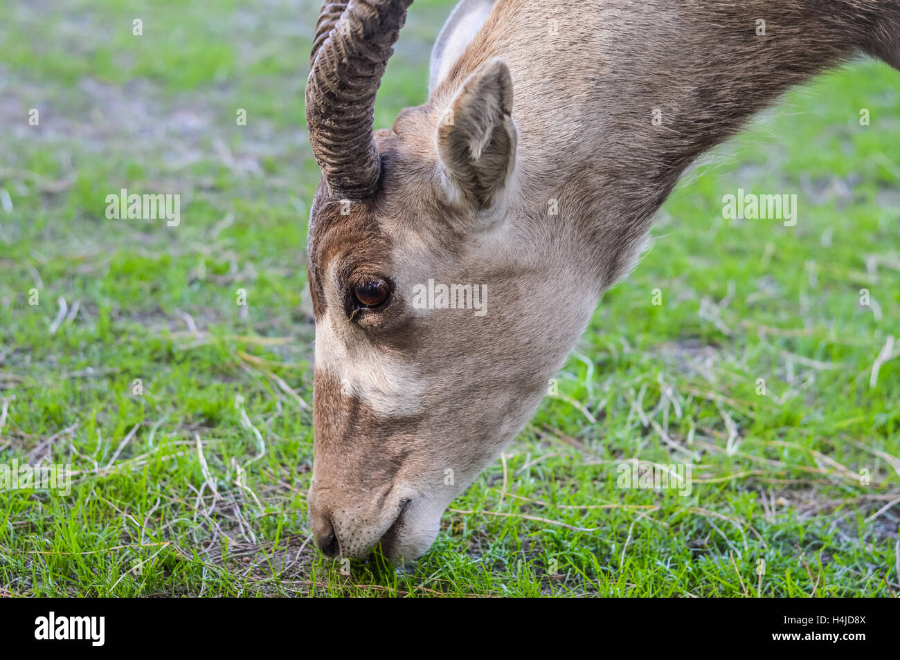grazing addax head close up - Addax nasomaculatus Stock Photo - Alamy