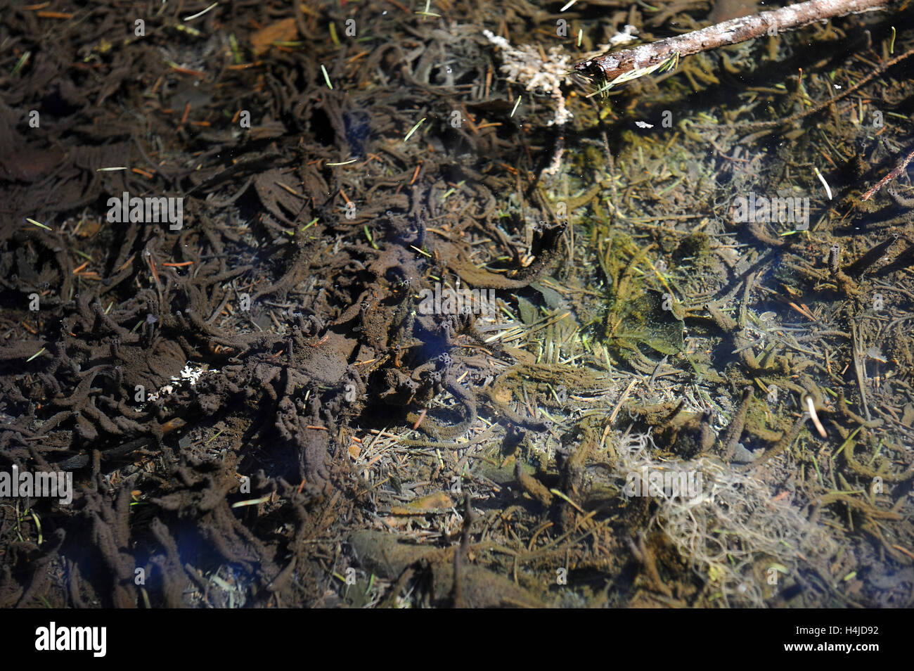 Creek at a small forest brook with fallen leaves,slime and germinating ...