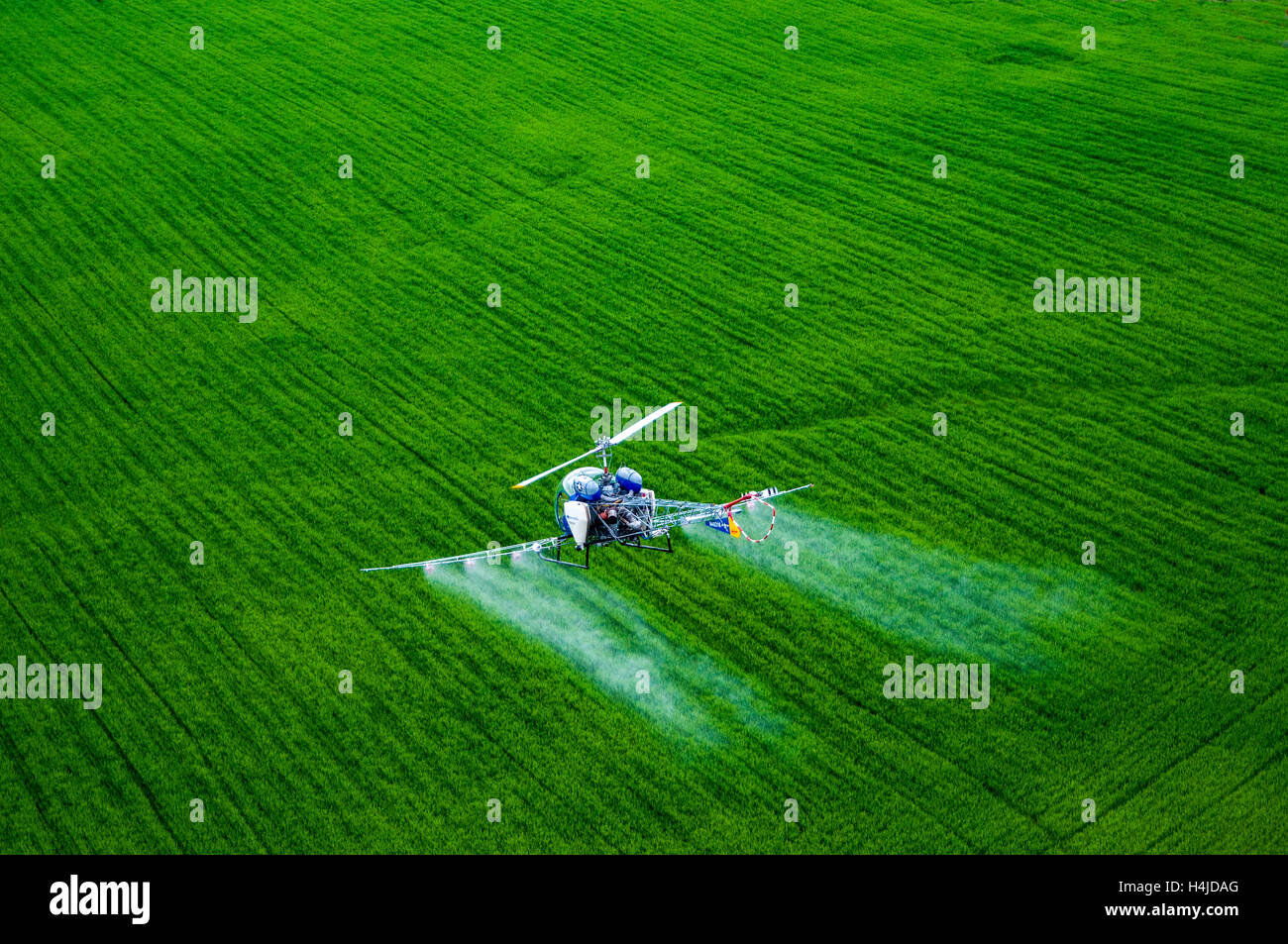 Helicopter spraying tree farm Stock Photo - Alamy