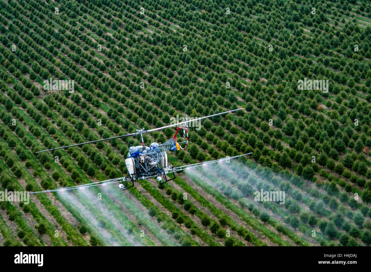 Helicopter spraying tree farm Stock Photo - Alamy