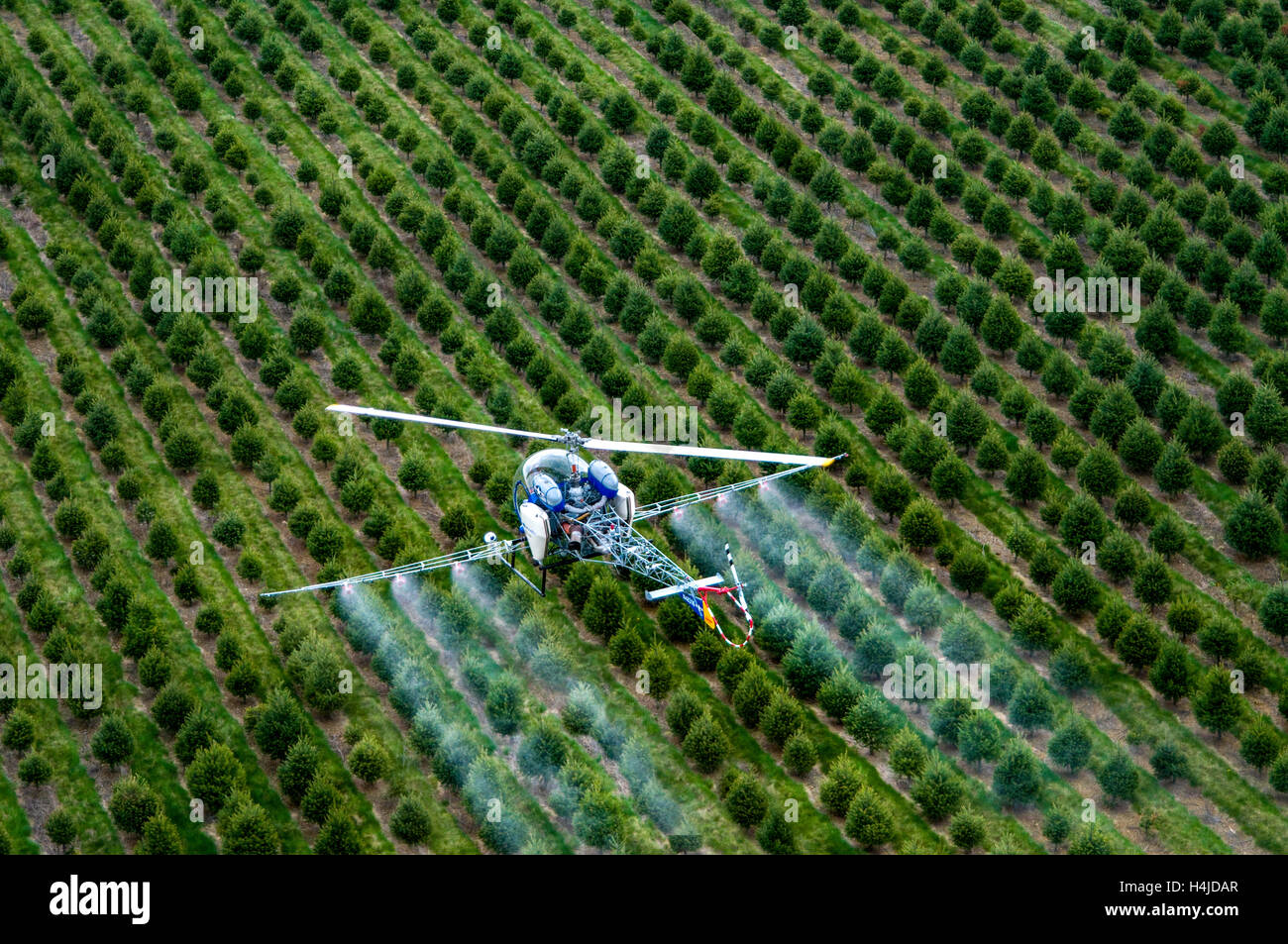 Helicopter spraying tree farm Stock Photo - Alamy