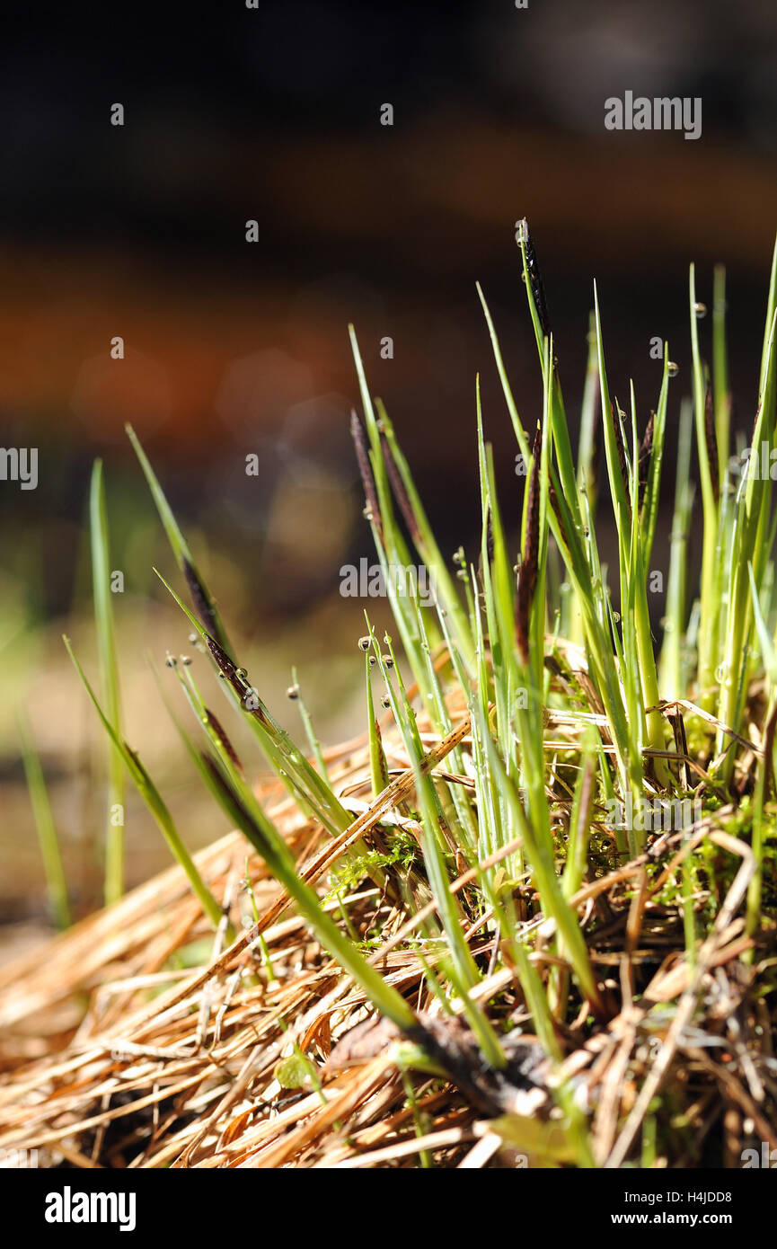 Sprouts of first grass on the forest ground Stock Photo - Alamy