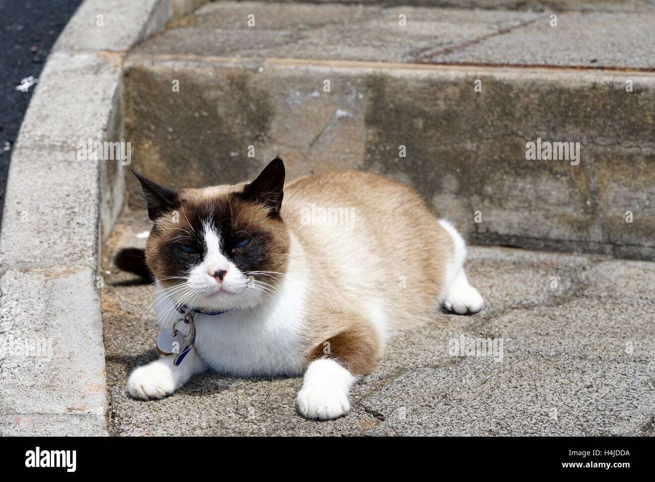 Mongrel cat hi-res stock photography and images - Alamy