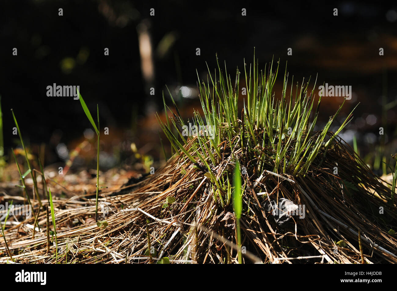 Sprouts of first grass on the forest ground Stock Photo - Alamy