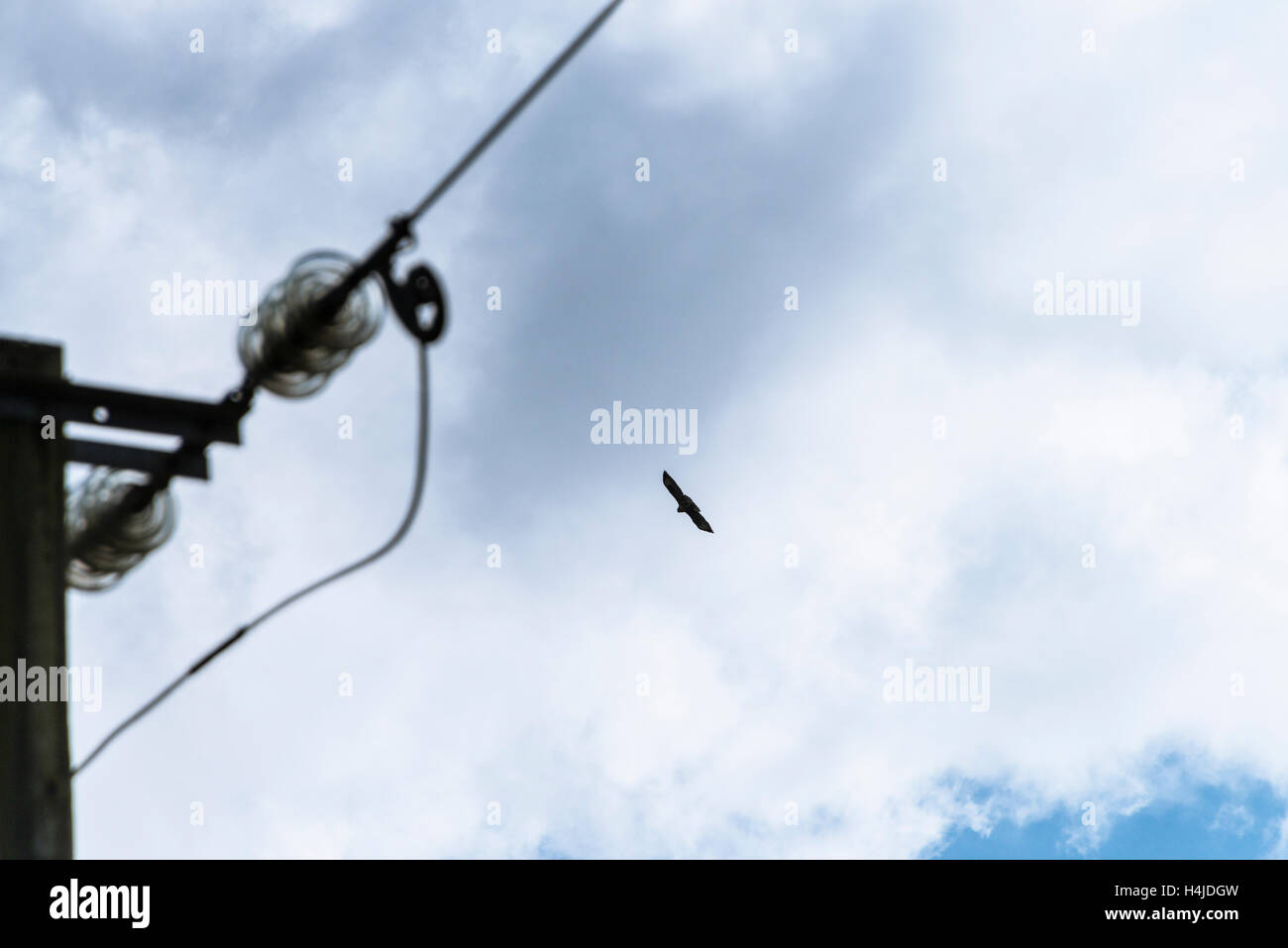 A common buzzard (Buteo buteo) circling in the sky Stock Photo - Alamy
