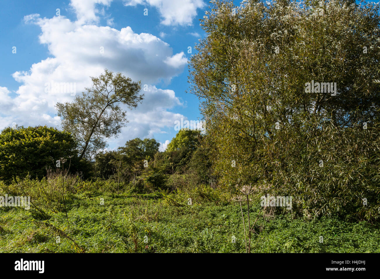 A bendy tree against a cloudy sky Stock Photo - Alamy