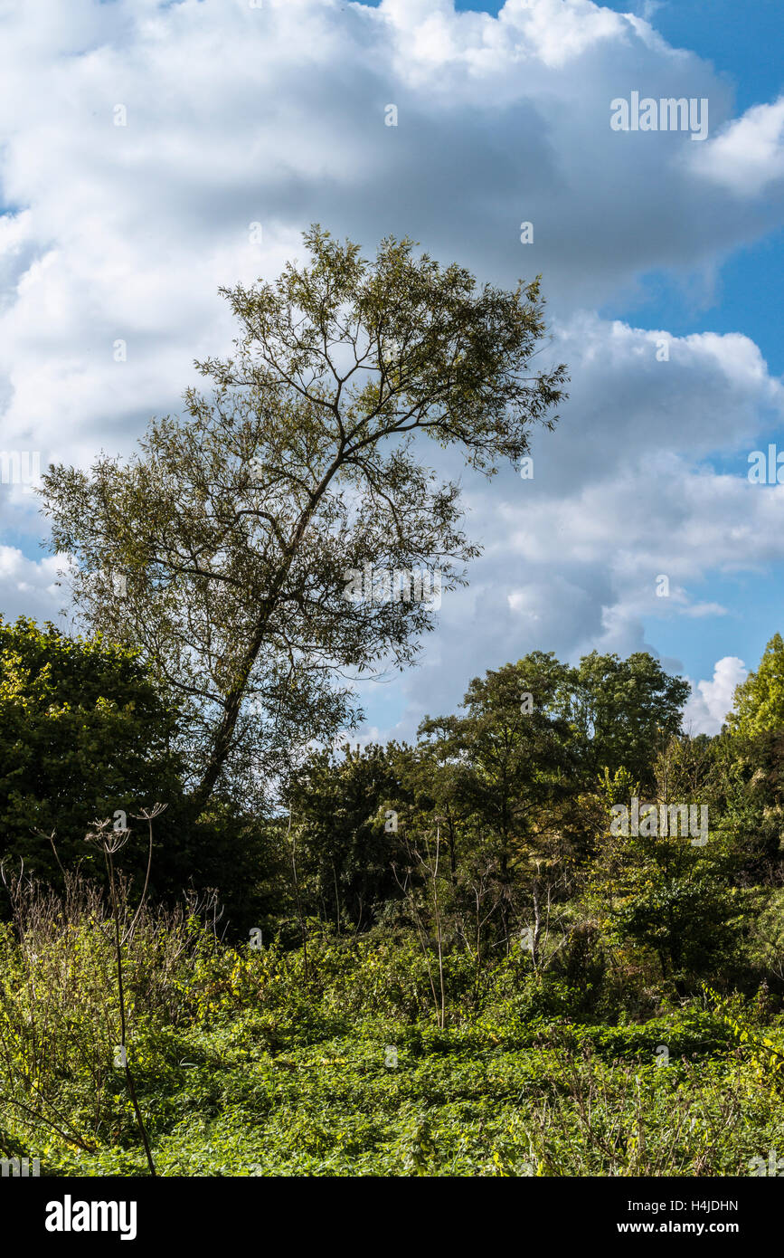 A bendy tree against a cloudy sky Stock Photo - Alamy