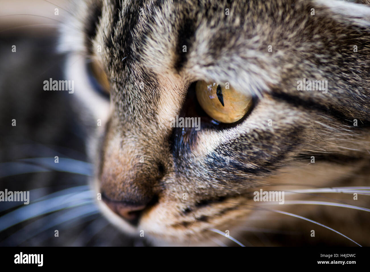 Tabby Cat Face Stock Photo - Alamy