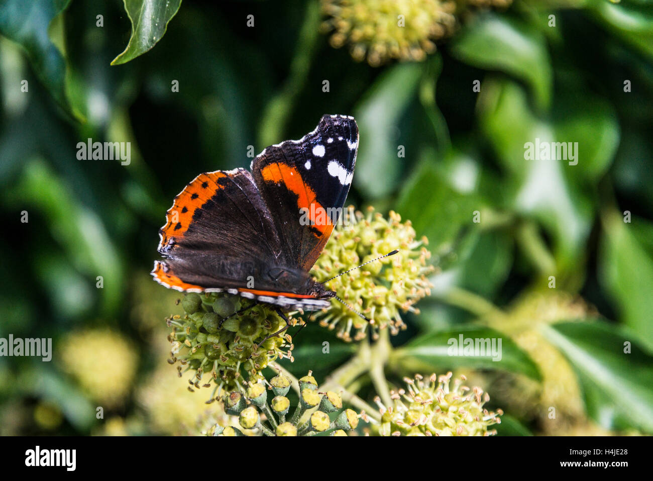 Flower buds common ivy hi-res stock photography and images - Alamy