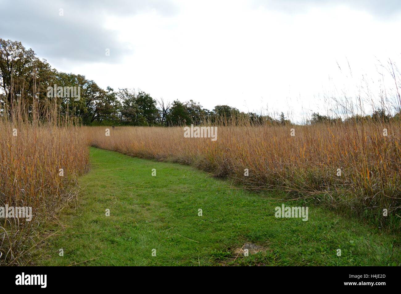 Path Through the Prairie Stock Photo - Alamy
