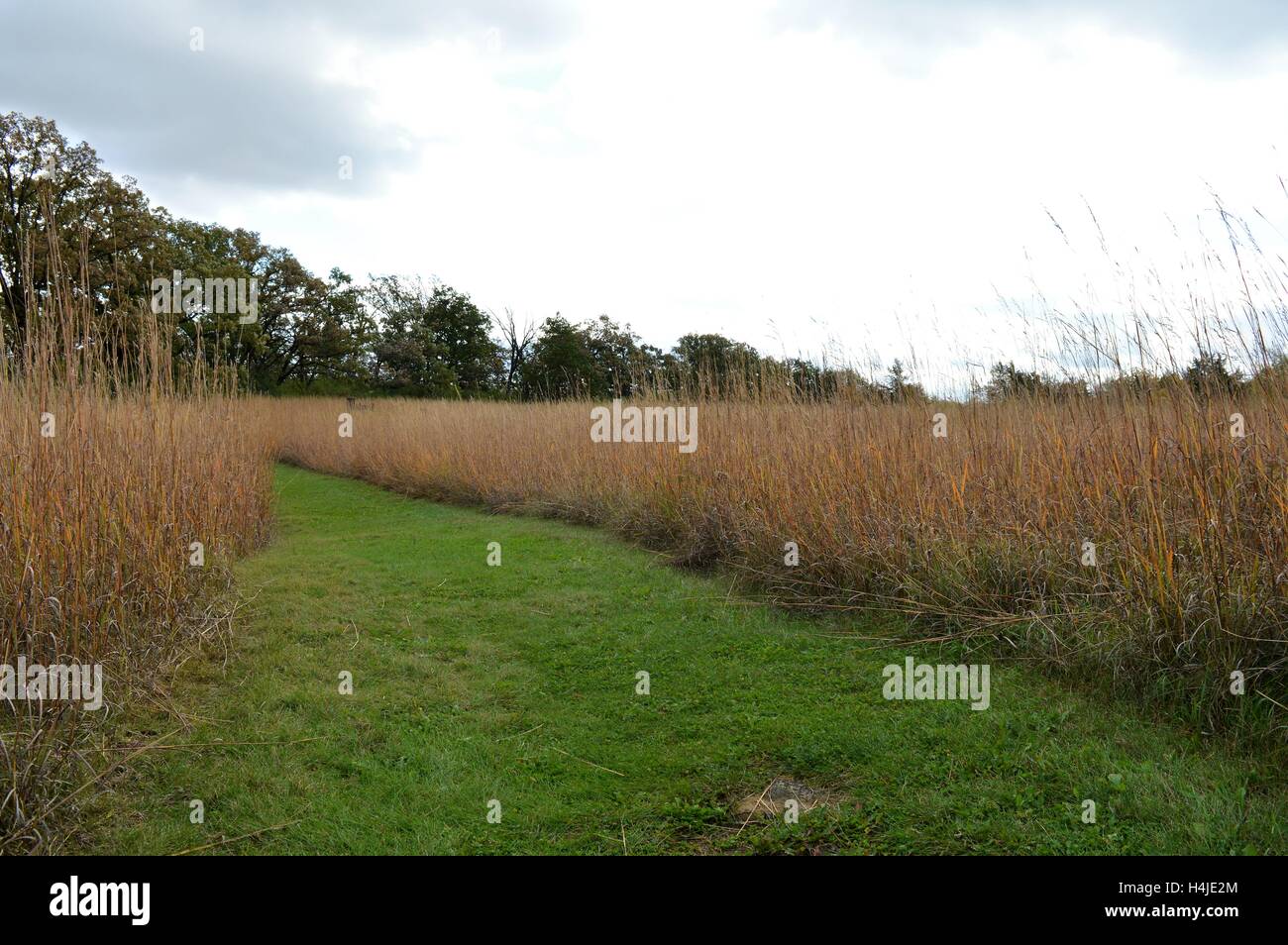 Path Through the Prairie Stock Photo - Alamy