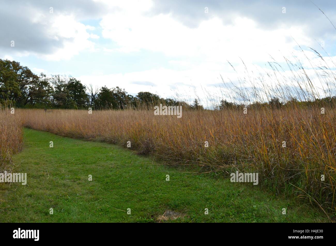 Path Through the Prairie Stock Photo - Alamy