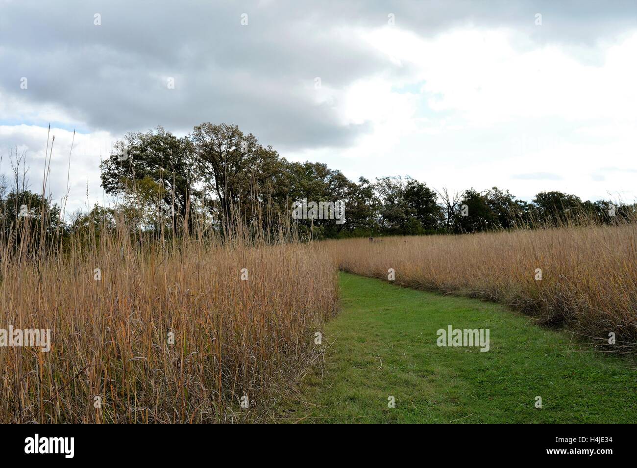 Path Through the Prairie Stock Photo - Alamy