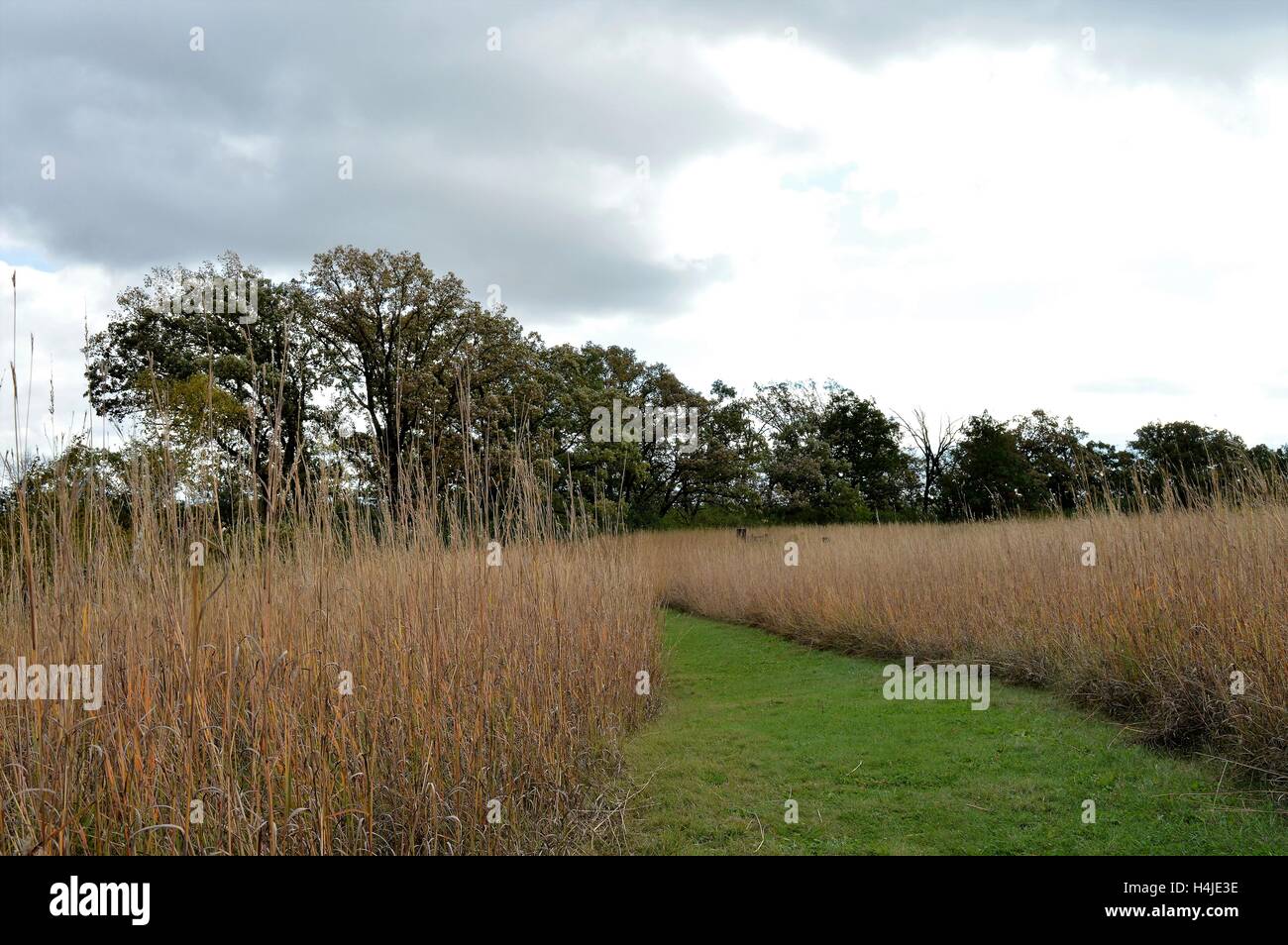 Path Through the Prairie Stock Photo - Alamy