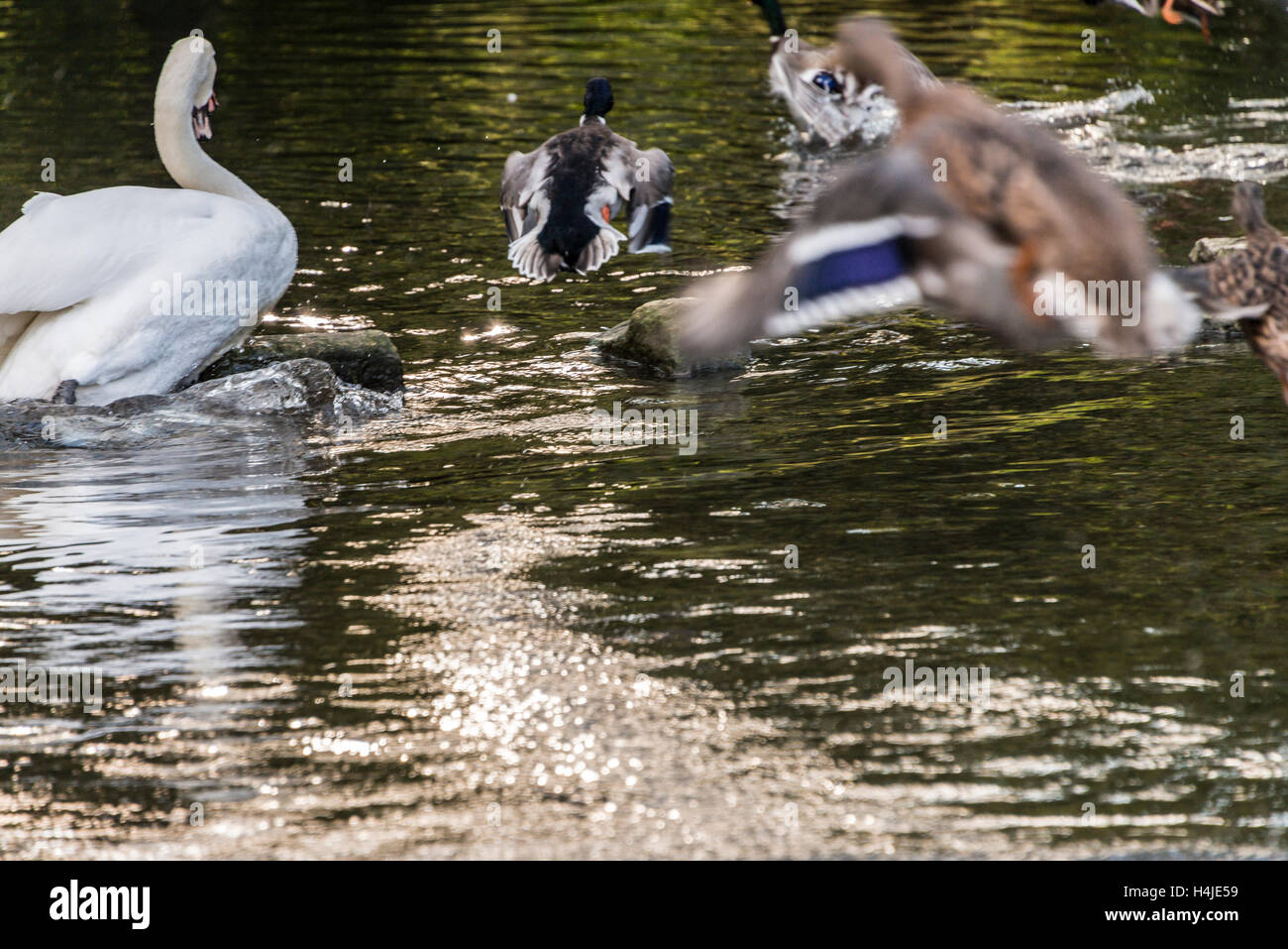 A mute swan (Cygnus olor) and mallard ducks (Anas platyrhynchos) flying ...