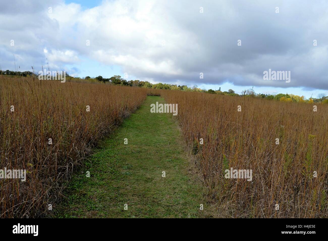Path Through the Prairie Stock Photo - Alamy