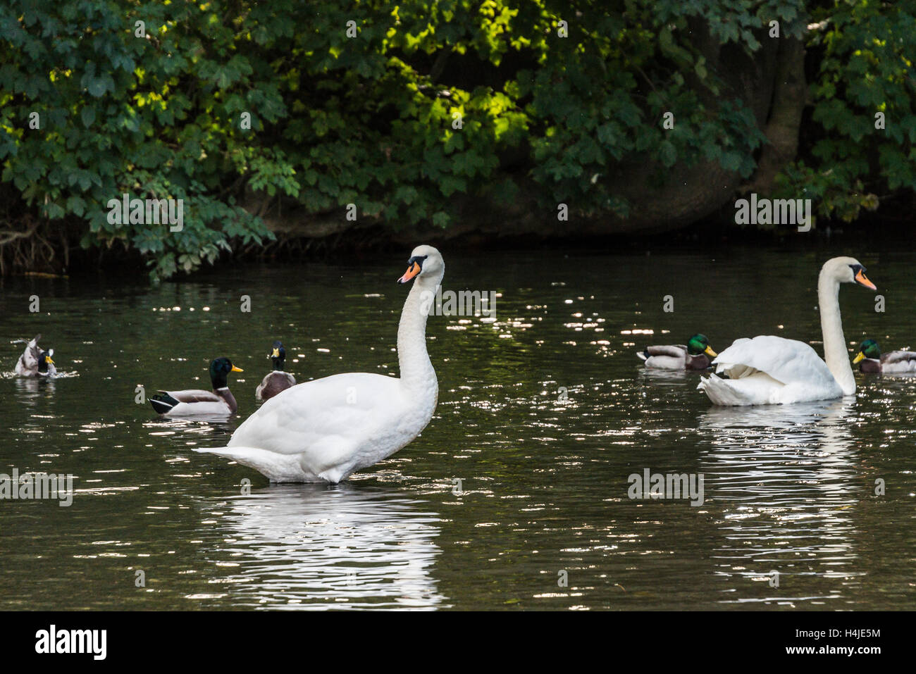 A pair of mute swans (Cygnus olor) and mallard ducks (Anas ...