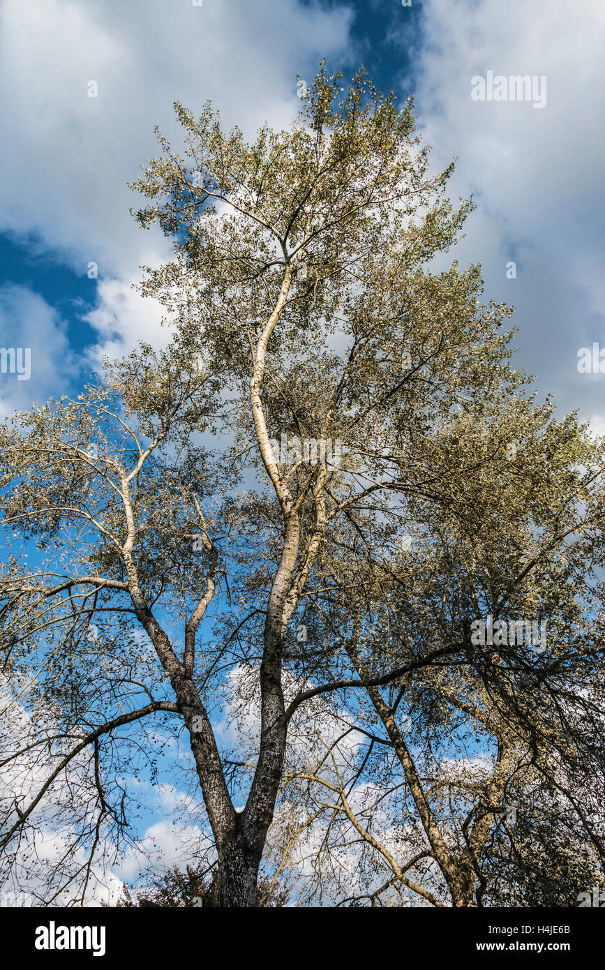 A silver birch tree Stock Photo - Alamy