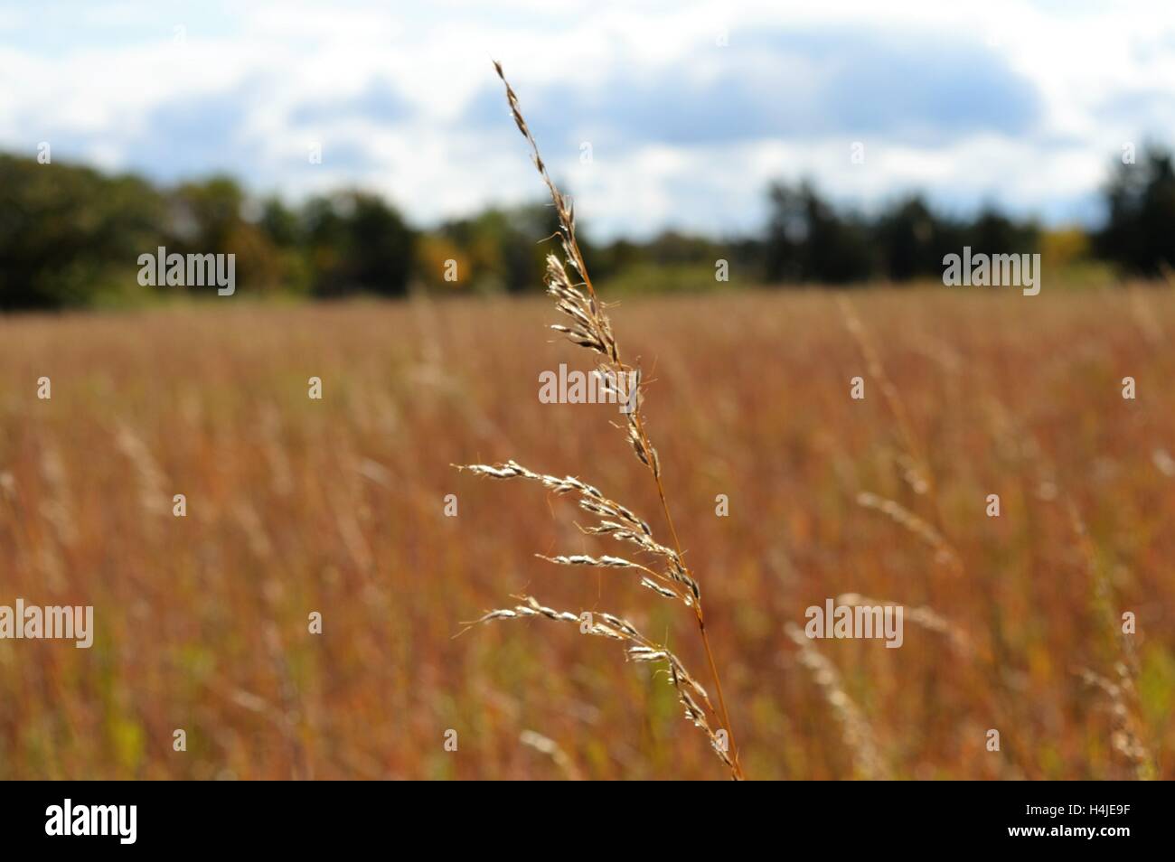 Brown prairie hi-res stock photography and images - Alamy