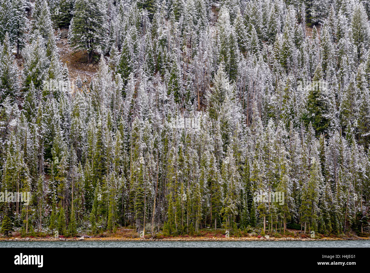 Mountain lake and forest of trees covered with snow Stock Photo - Alamy
