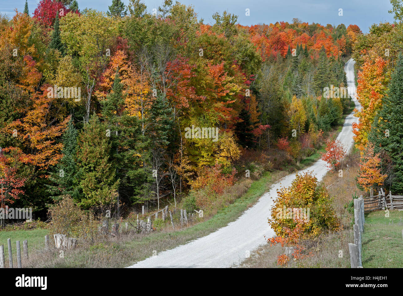 Country road through the maple forest Stock Photo - Alamy
