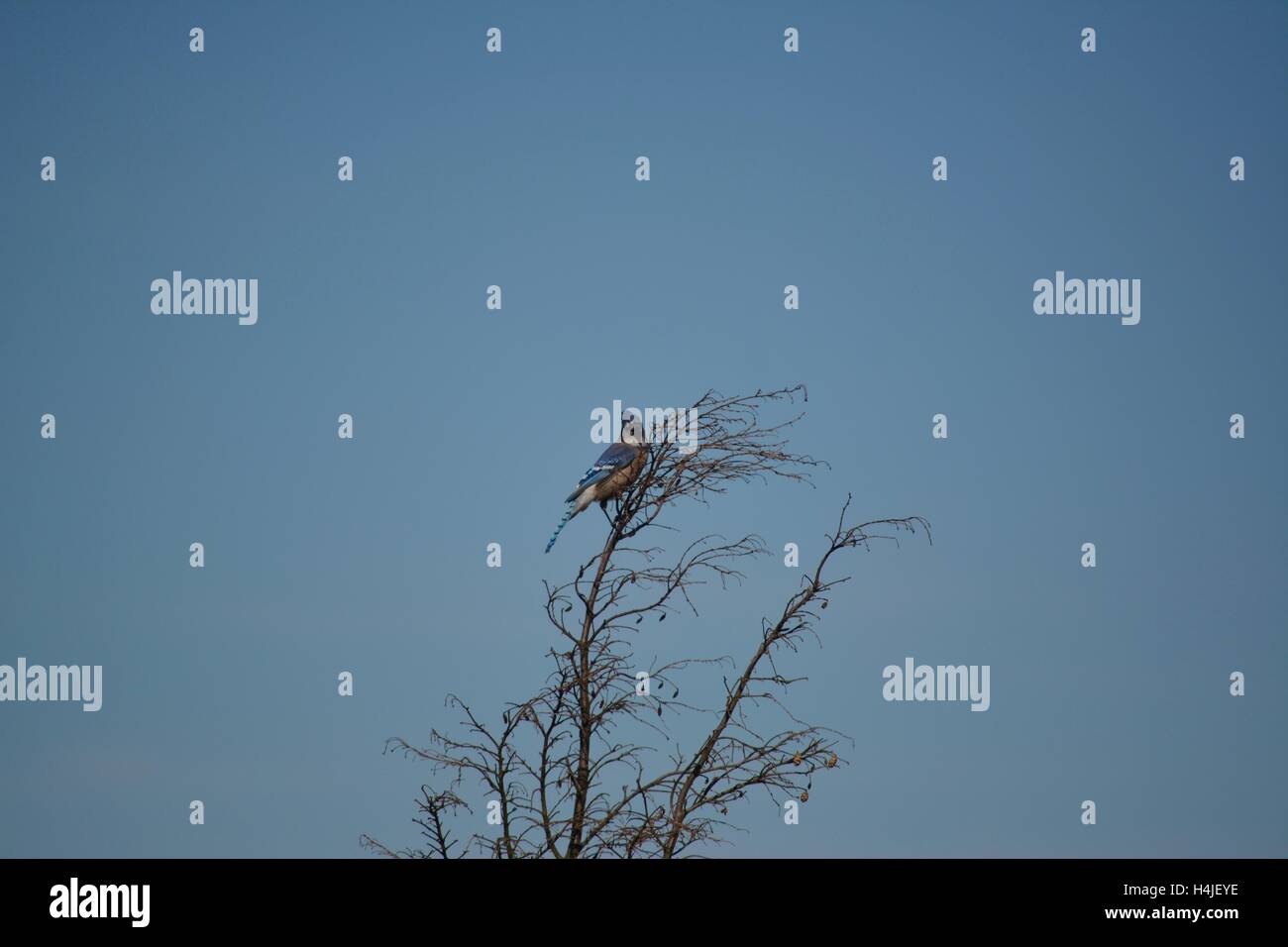 A Blue Jay on top of a far off tree against a clear blue sky Stock ...