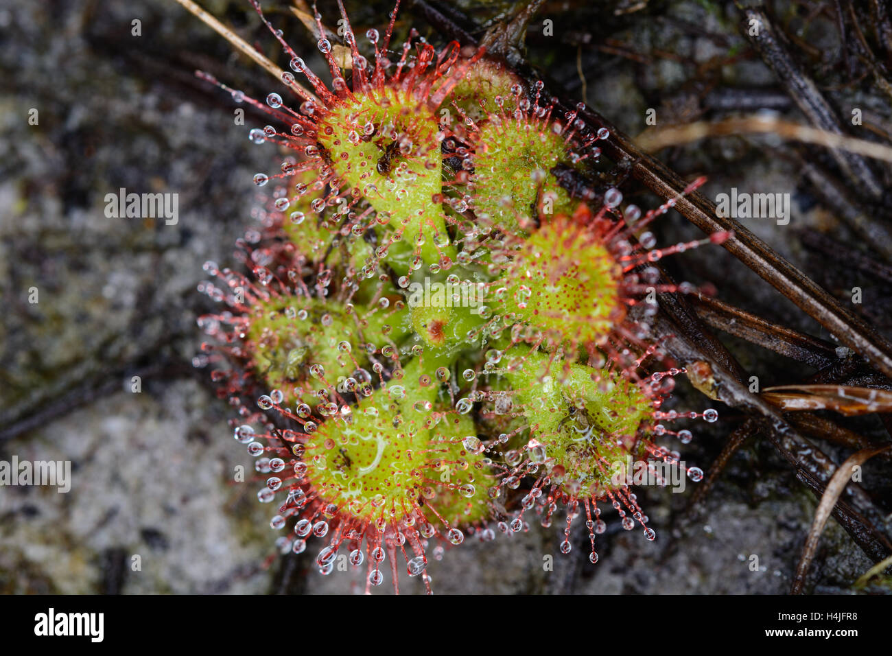 Drosera burmannii vahl hi-res stock photography and images - Alamy