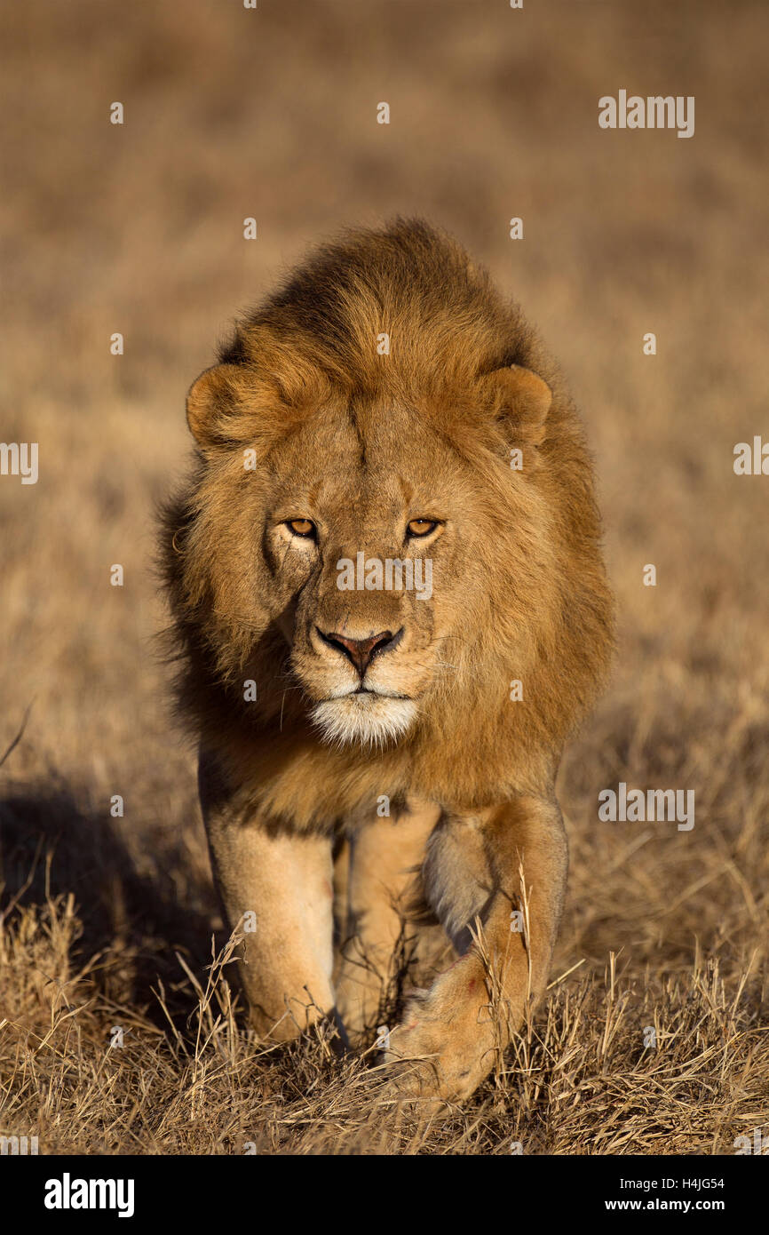 Big male lion hi-res stock photography and images - Alamy