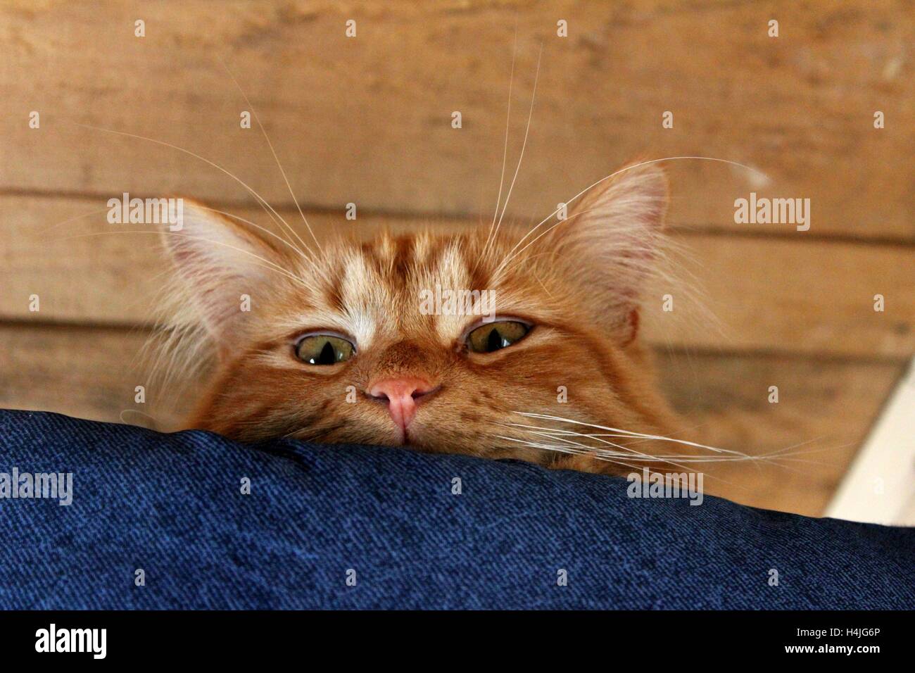 Marv; Orange Cat Watching From Above Stock Photo - Alamy