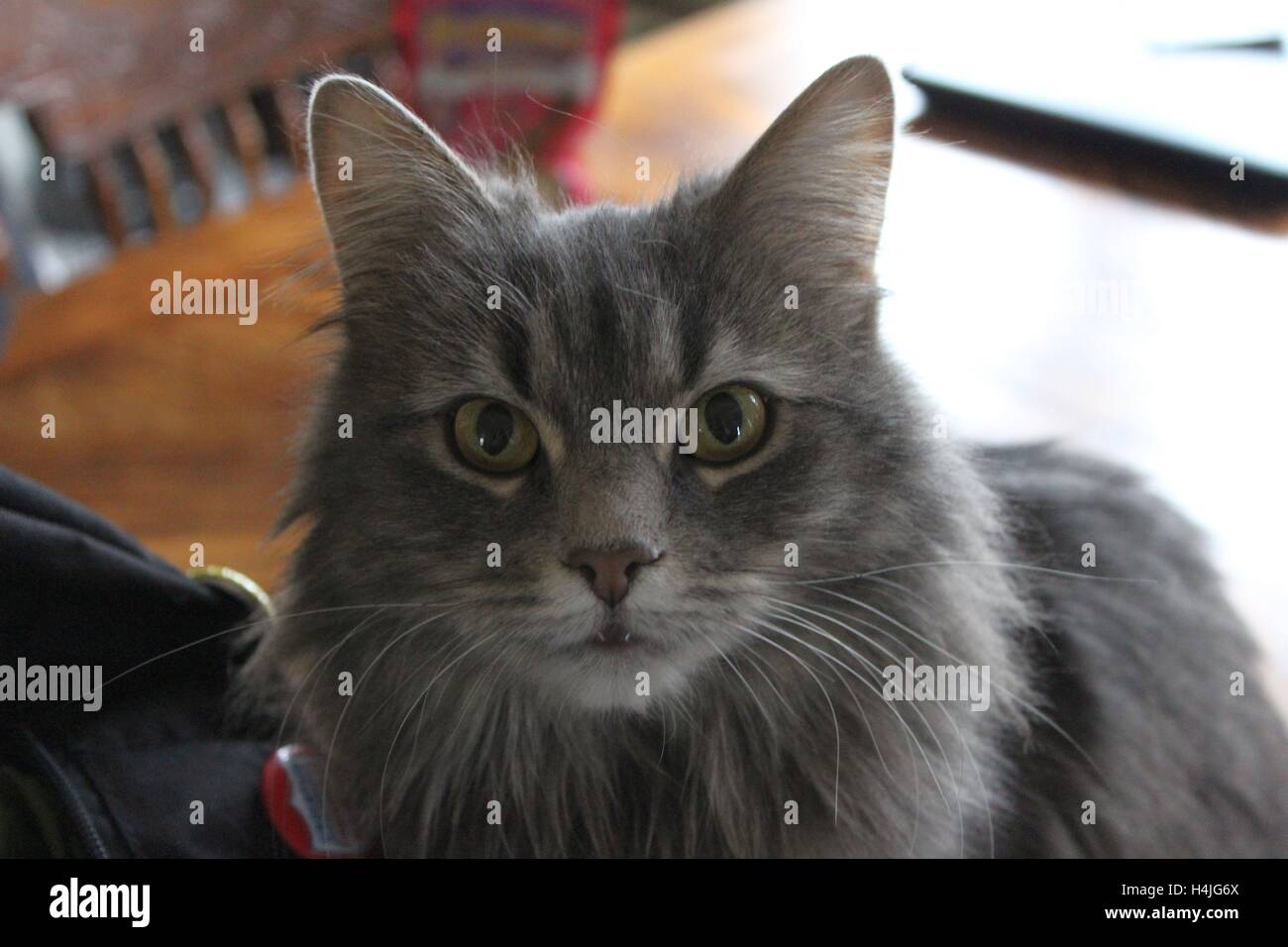 Long hair grey cat hi-res stock photography and images - Alamy