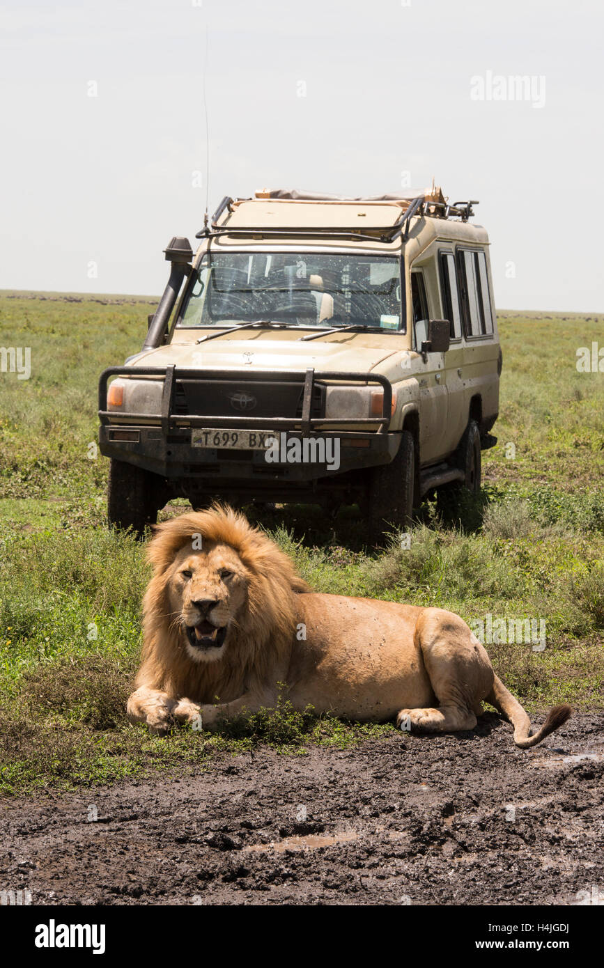 Lion on safari hi-res stock photography and images - Alamy
