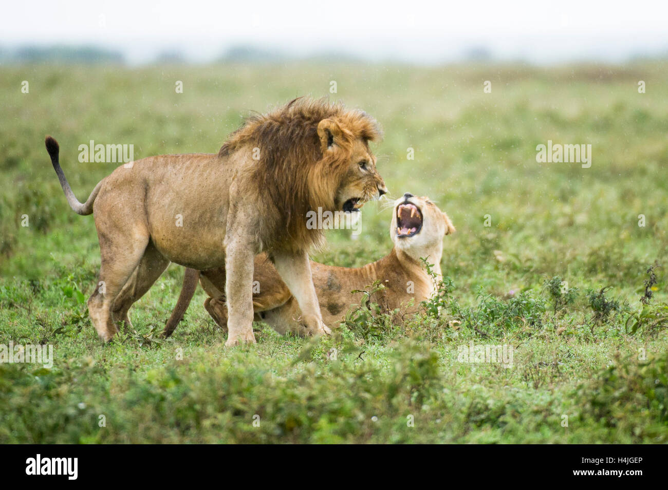 African lions mating national park hi-res stock photography and images ...
