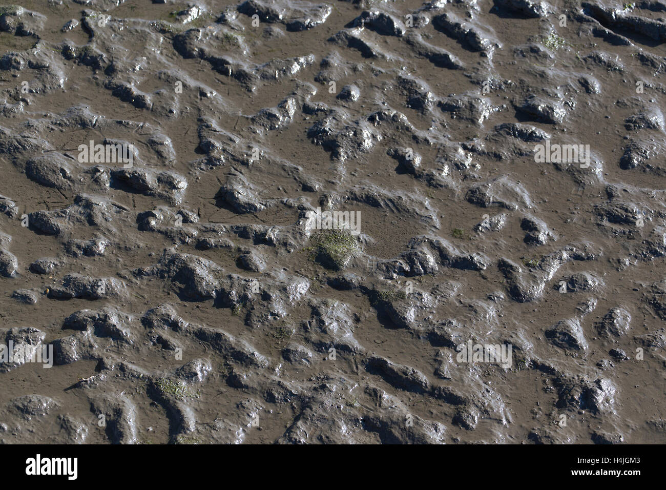 Wet mud flats hi-res stock photography and images - Alamy