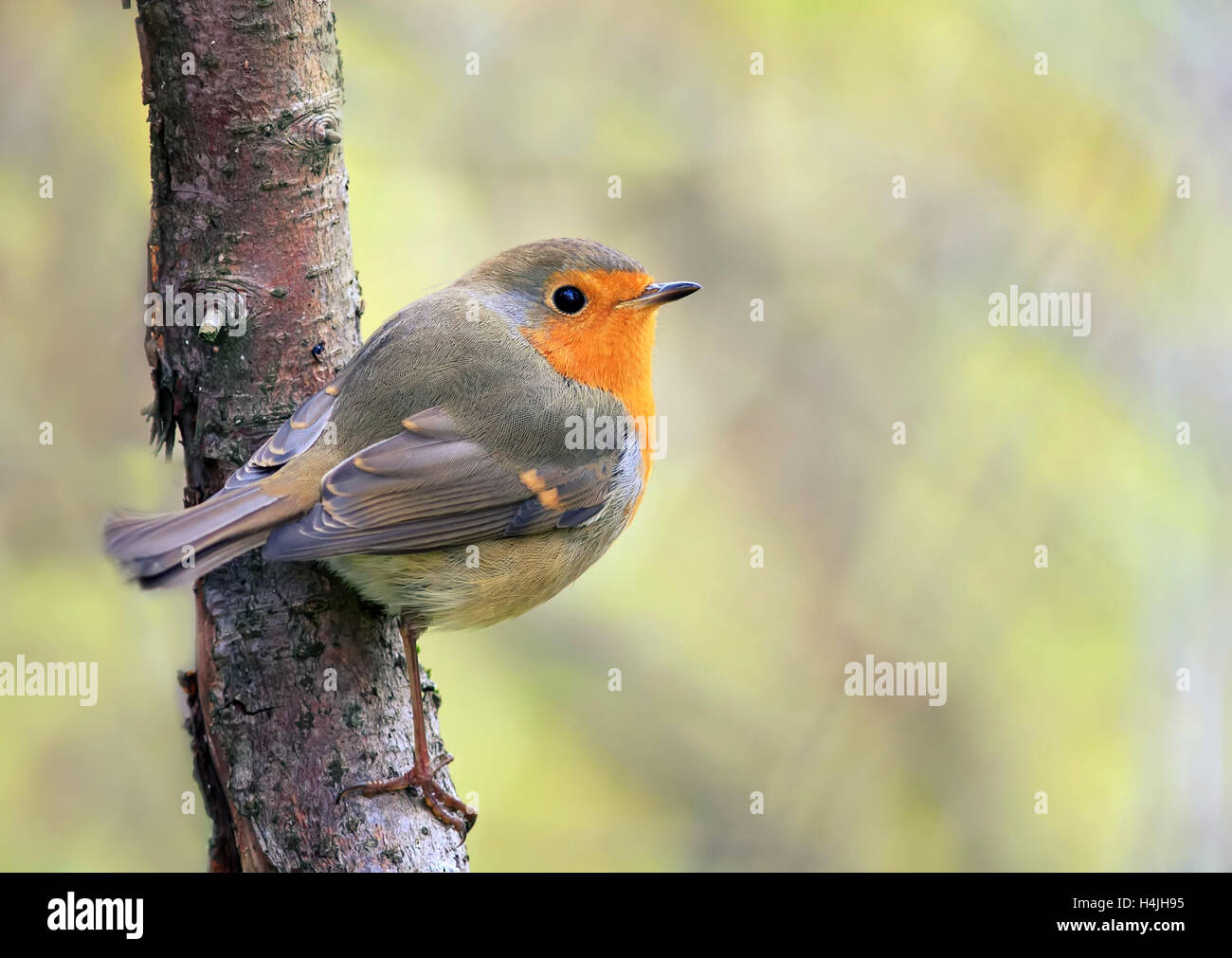 funny bird European Robin sitting in the Park among the leaves wildlife ...