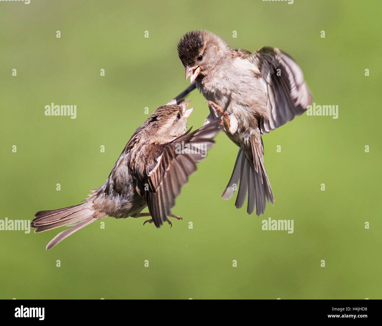 angry birds fighting in the sky spring funny wings to fly play sparrows ...
