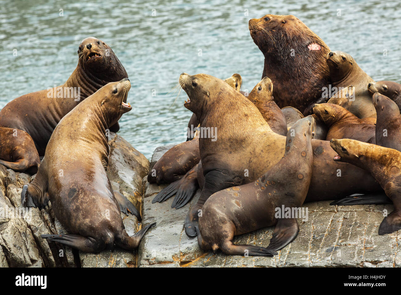 Rookery Steller sea lions. Island in Pacific Ocean near Kamchatka ...
