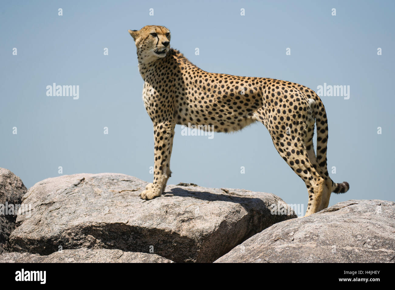 Cheetah On Rock High Resolution Stock Photography and Images - Alamy